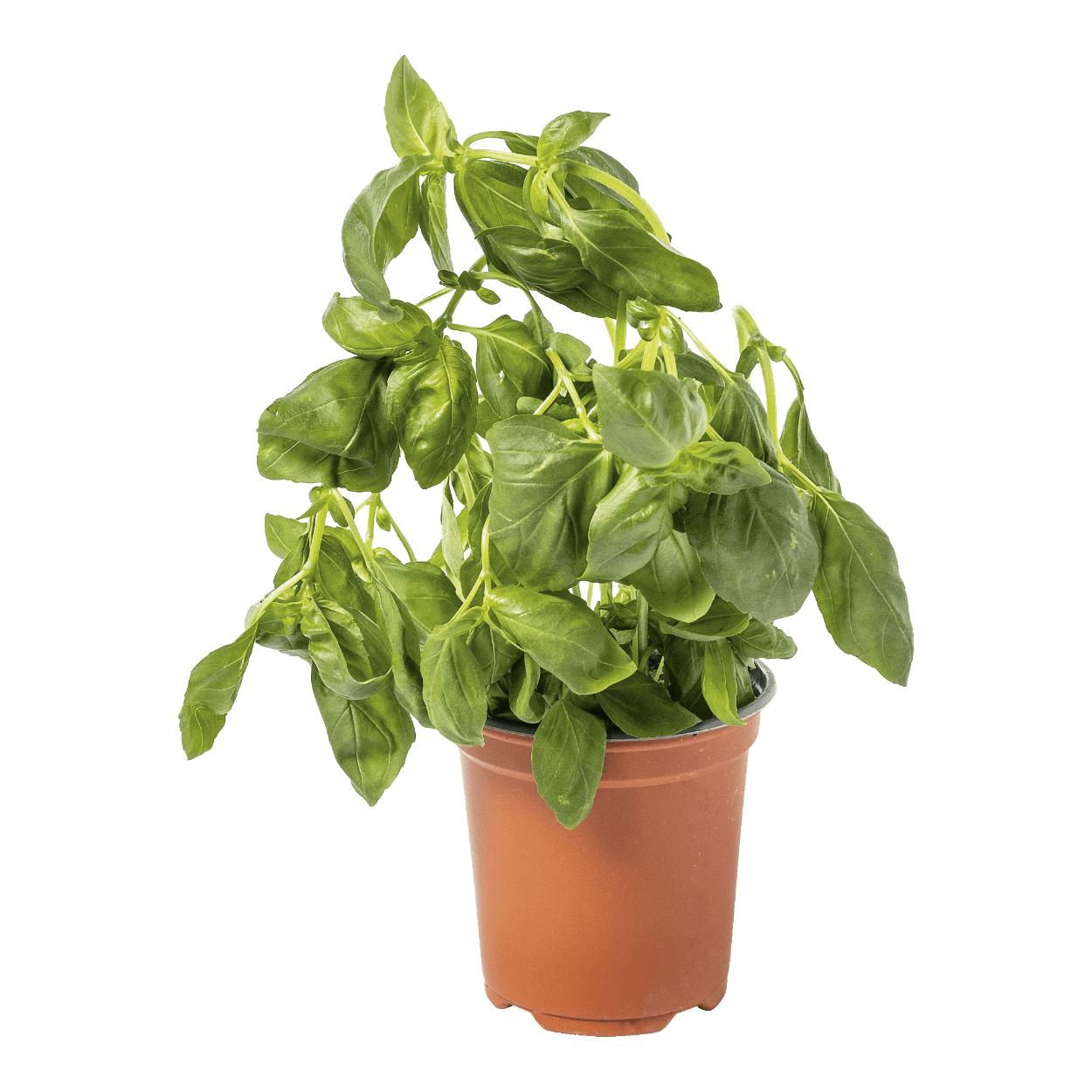 Basilic bio bon marché chez ALDI