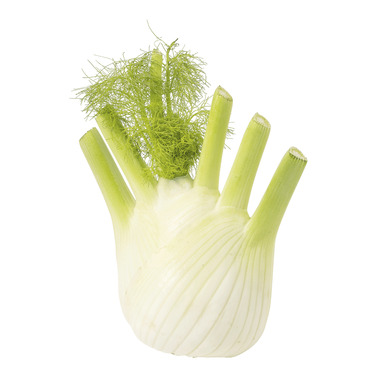 Fenouil bon marché chez ALDI