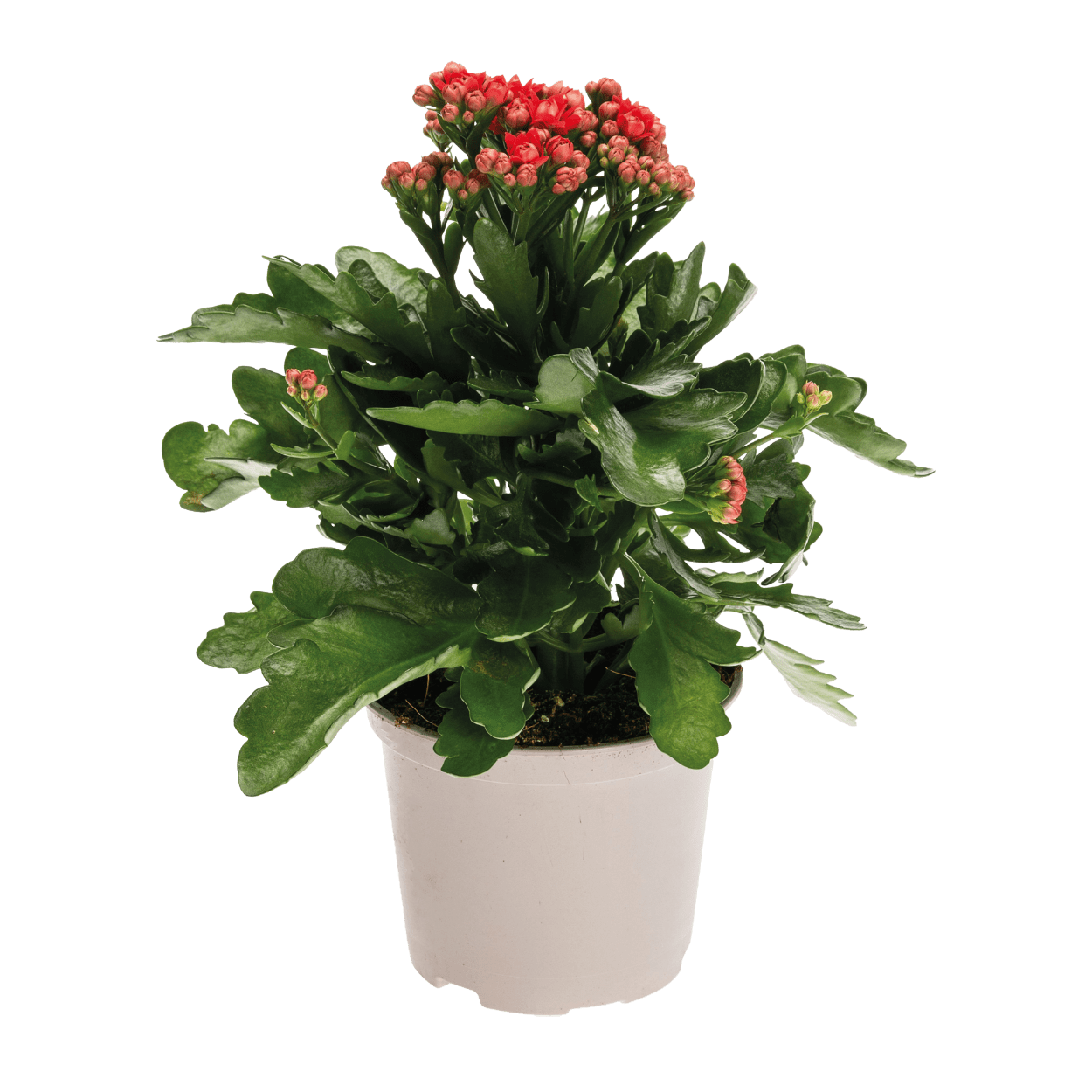 Kalanchoe günstig bei ALDI