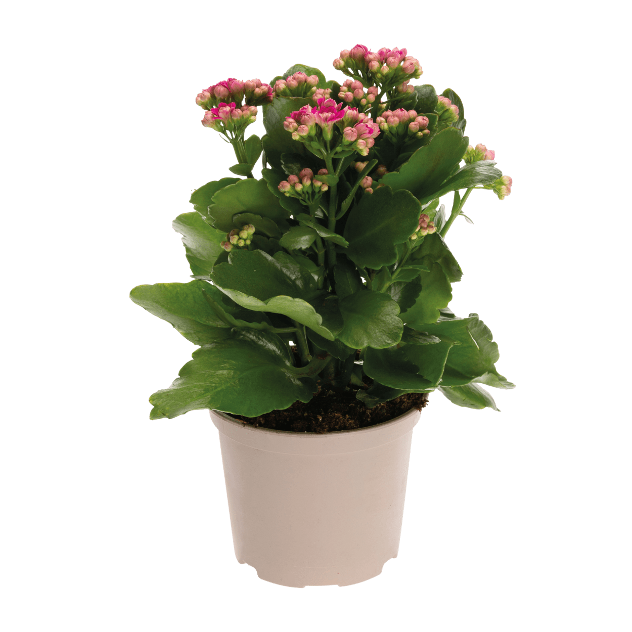 Kalanchoe günstig bei ALDI