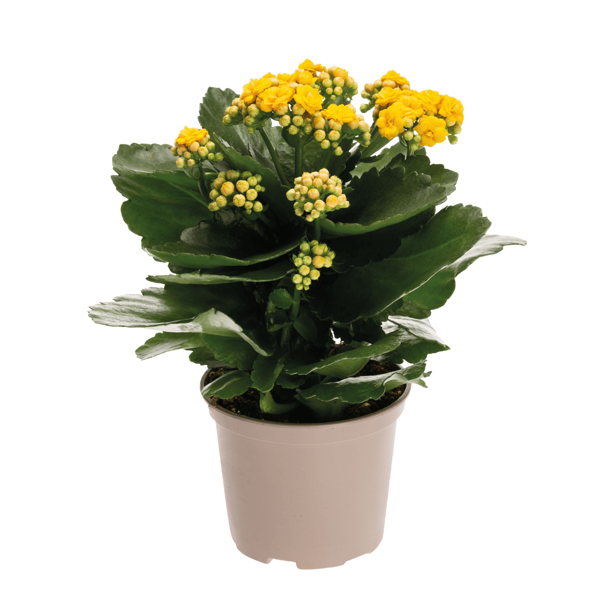 Kalanchoe günstig bei ALDI