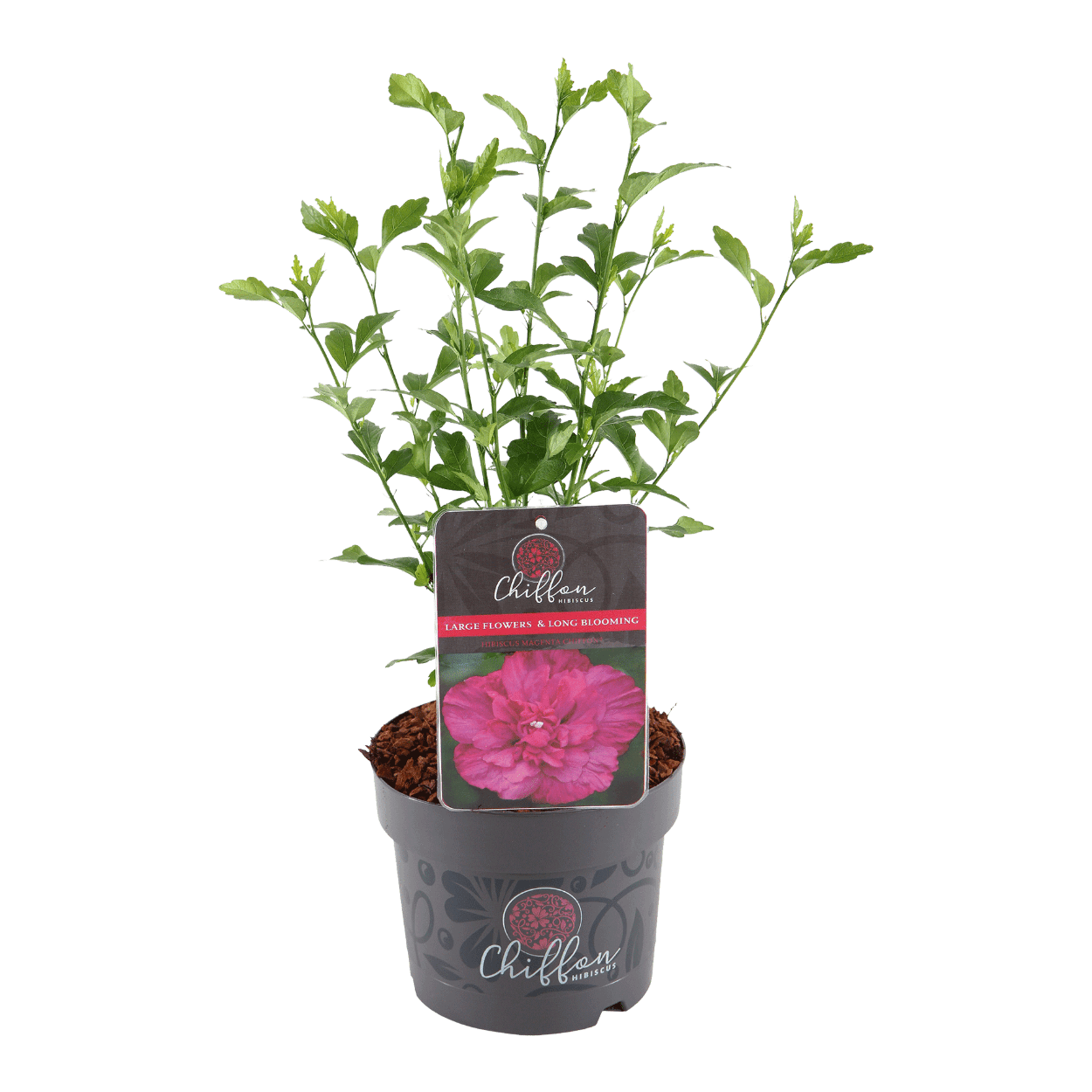 Hibiskus günstig bei ALDI