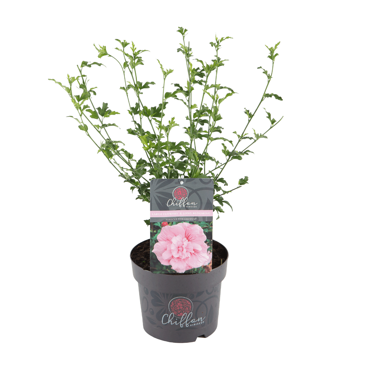 Hibiskus günstig bei ALDI