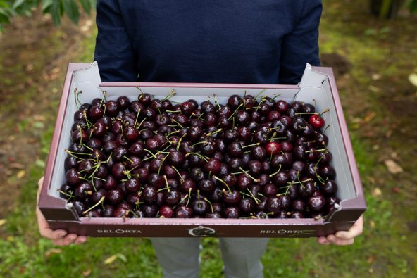 Des cerises à un prix discount | ALDI Luxembourg