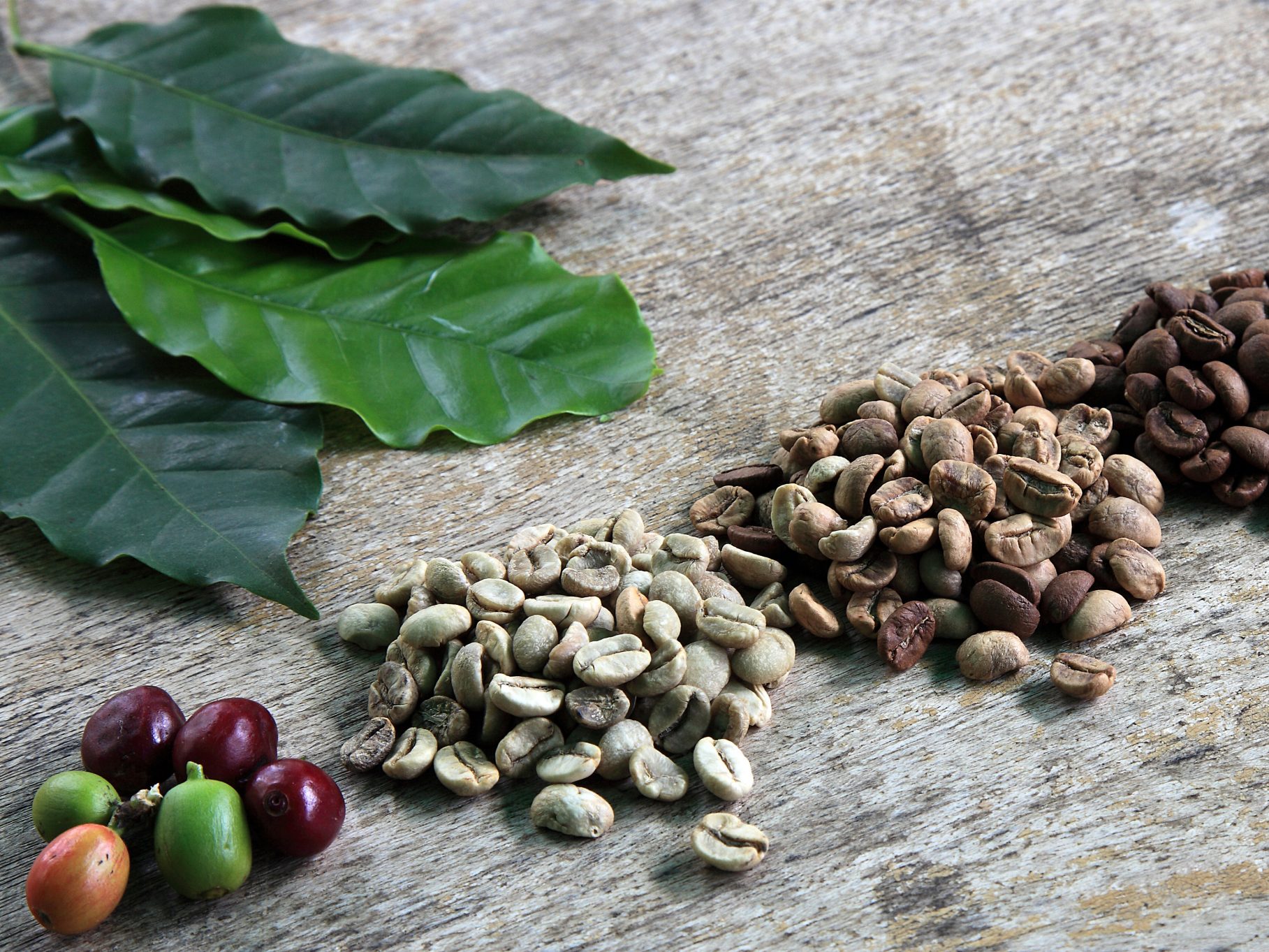 Le processus de production chez ALDI – La production du café ALDI ...