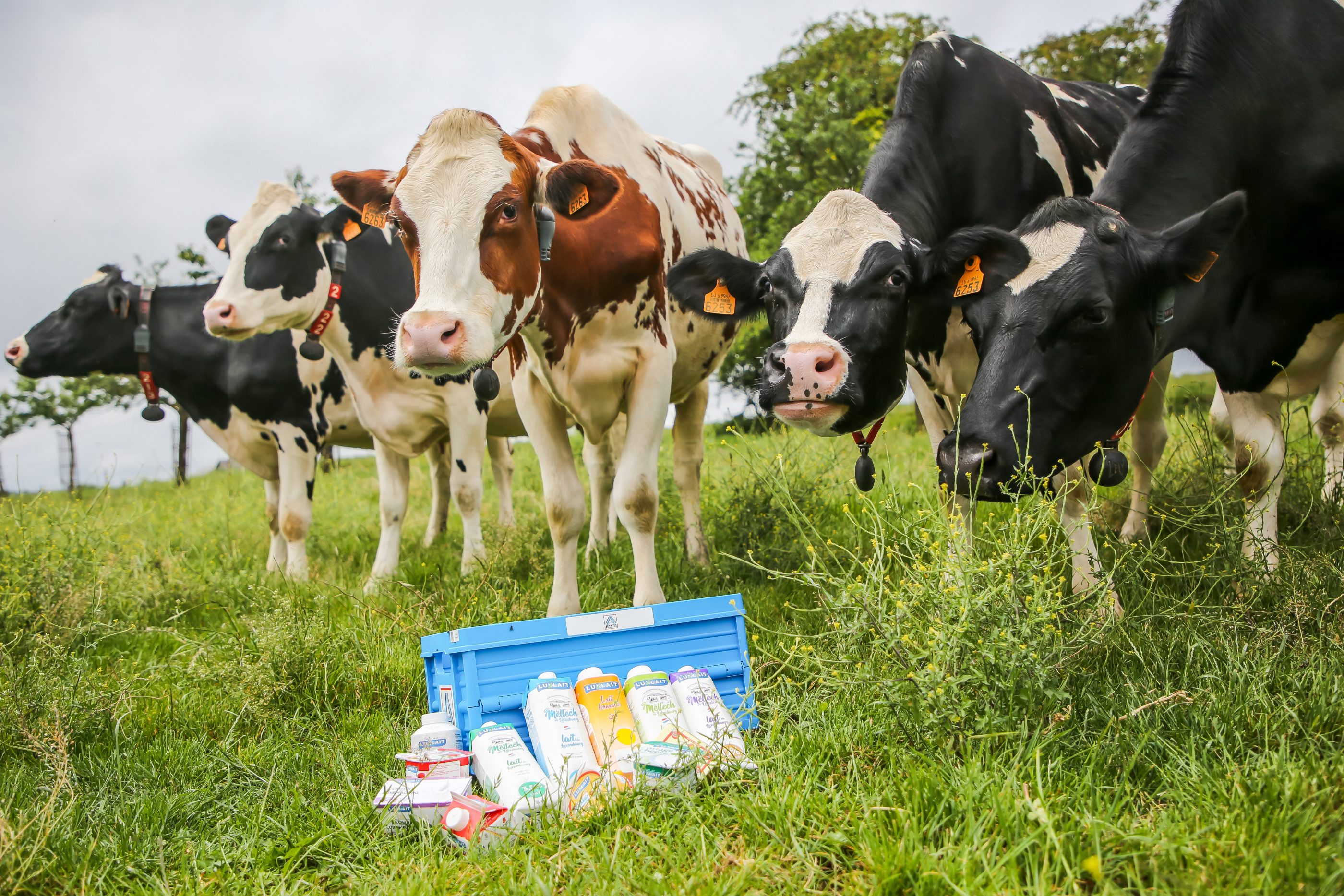 100%ige Luxemburgische Milch